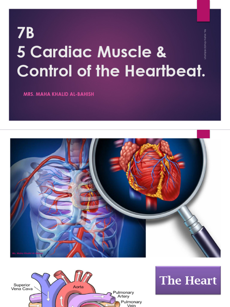 7B 5 (Part 1) Cardiac Muscle 0 Control of The Heartbeat | PDF | Heart ...