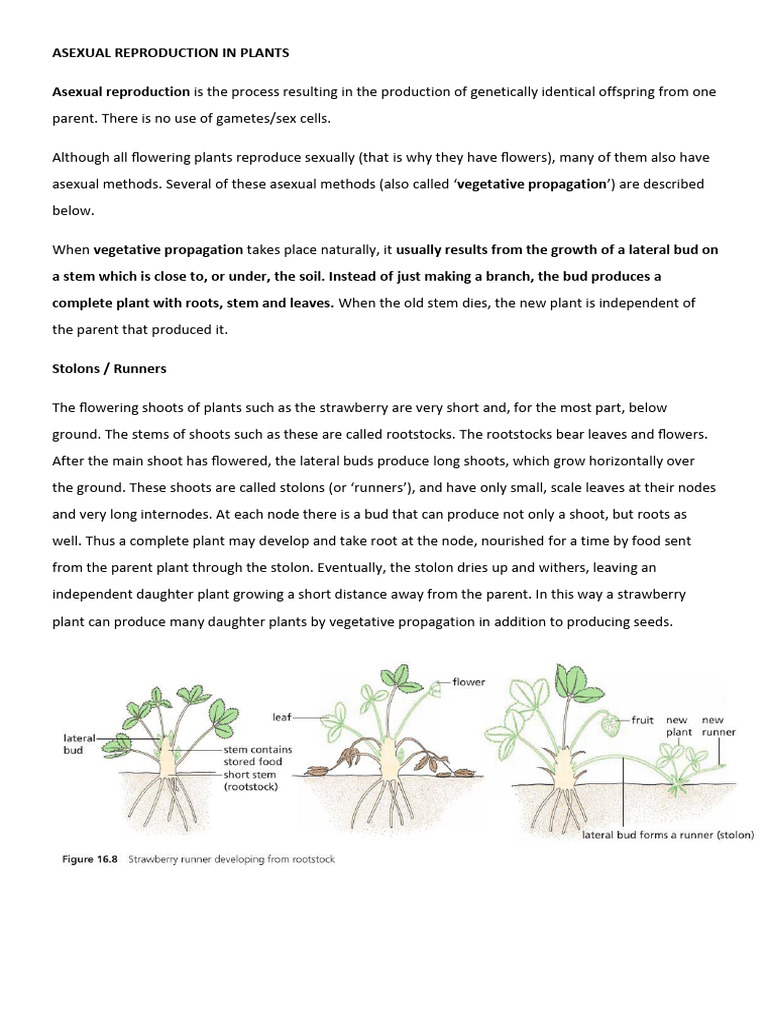 ASEXUAL REPRODUCTION IN PLANTS | PDF | Biological Interactions | Botany