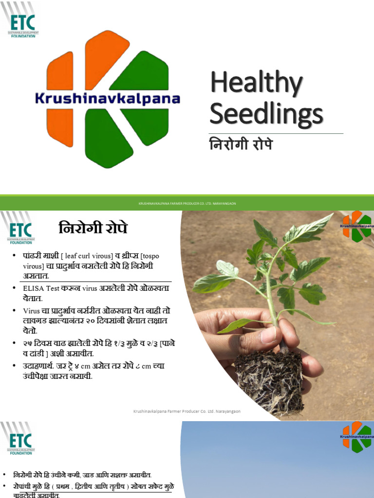 Tomato Healthy Seedlings | PDF