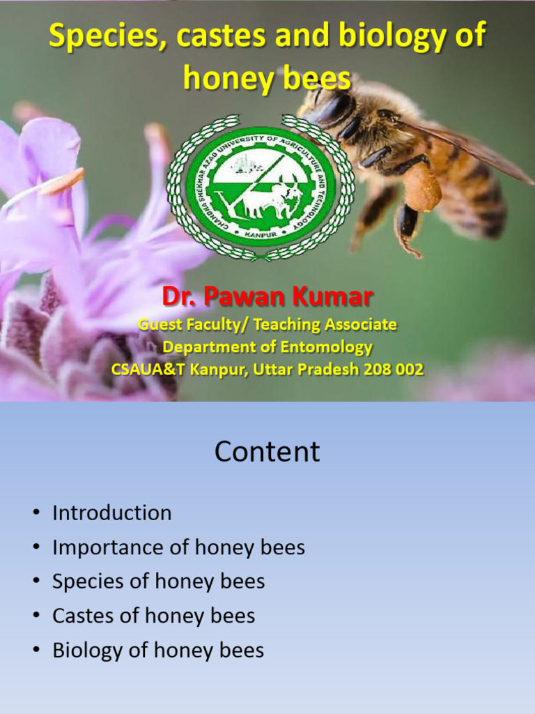 Species Castes and Biology of Honey Bees | PDF | Honey Bee | Pupa