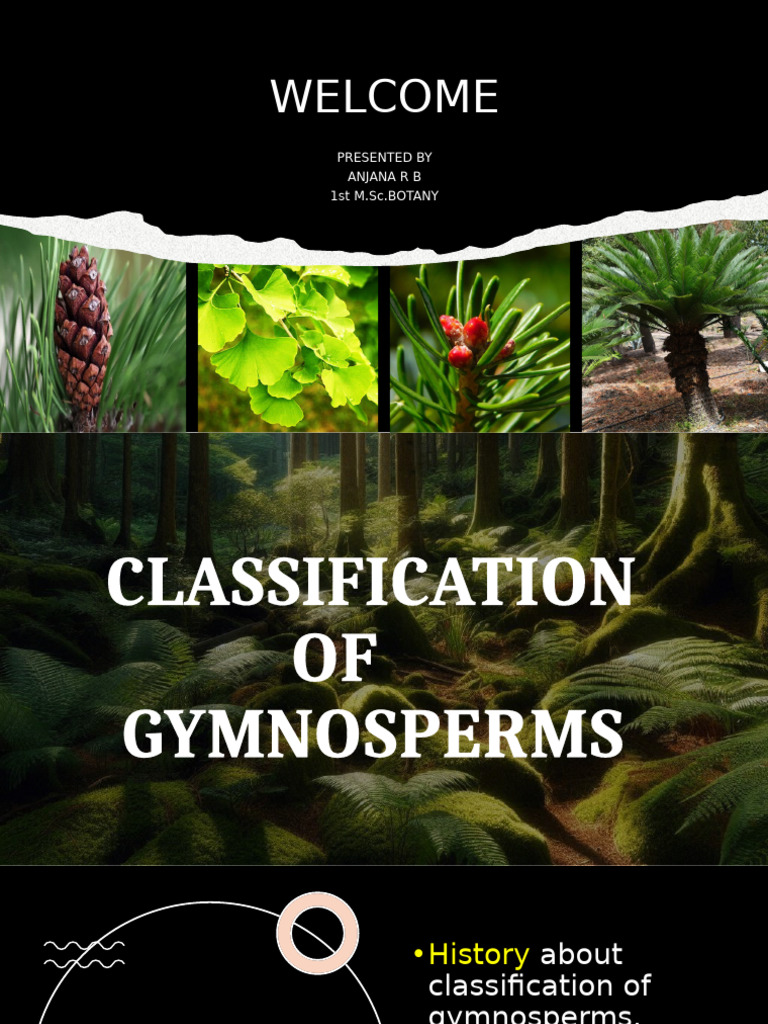 Classification of Gymnosperms | PDF | Plants | Botany