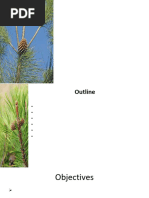 Overview of Division Pinophyta | PDF | Botany | Biology