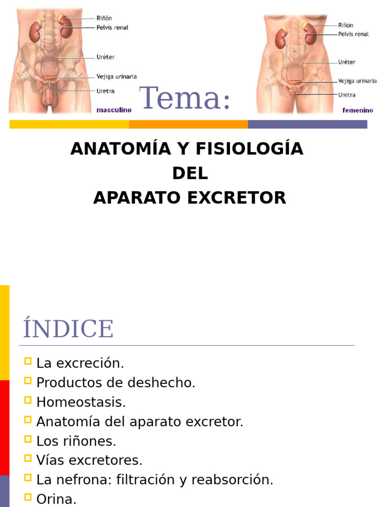 6 Aparato Excretor | PDF | Riñón | Excreción