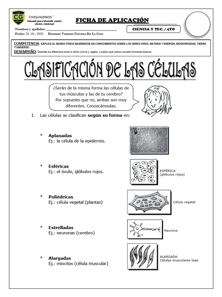 Clasificación de Las Células | PDF | Biología Celular) | Eucariotas