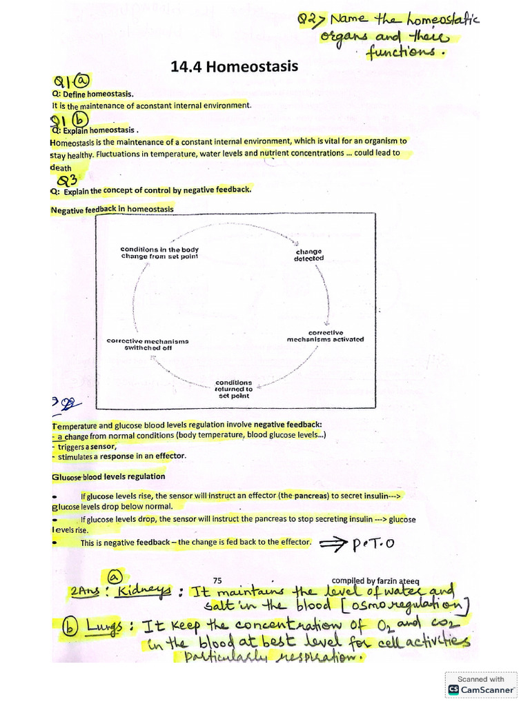 Homeostasis Notes | PDF