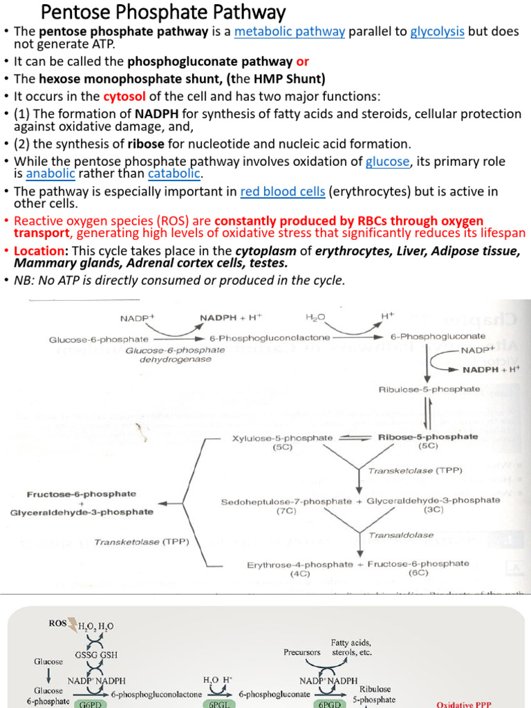 Overview of the Pentose Phosphate Pathway | PDF | Nicotinamide Adenine ...