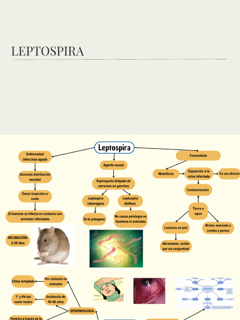 LEPTOSPIRA | PDF