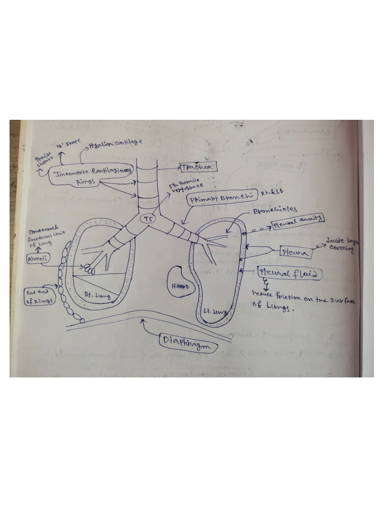Lungs | PDF