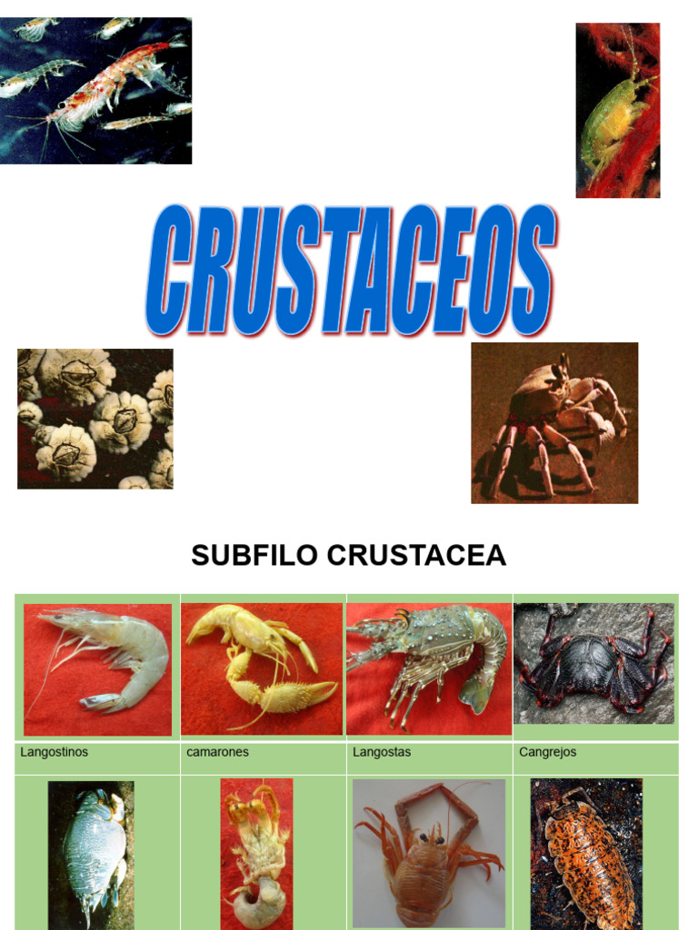 Semana 05 Teoria Crustacea Clase Subphylum Lista 2021 | PDF | Crustáceo ...