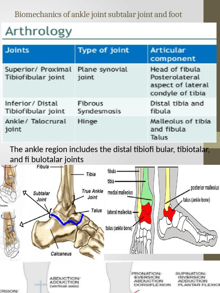 Ankle Joint Biomechanics Explained | PDF | Foot | Ankle