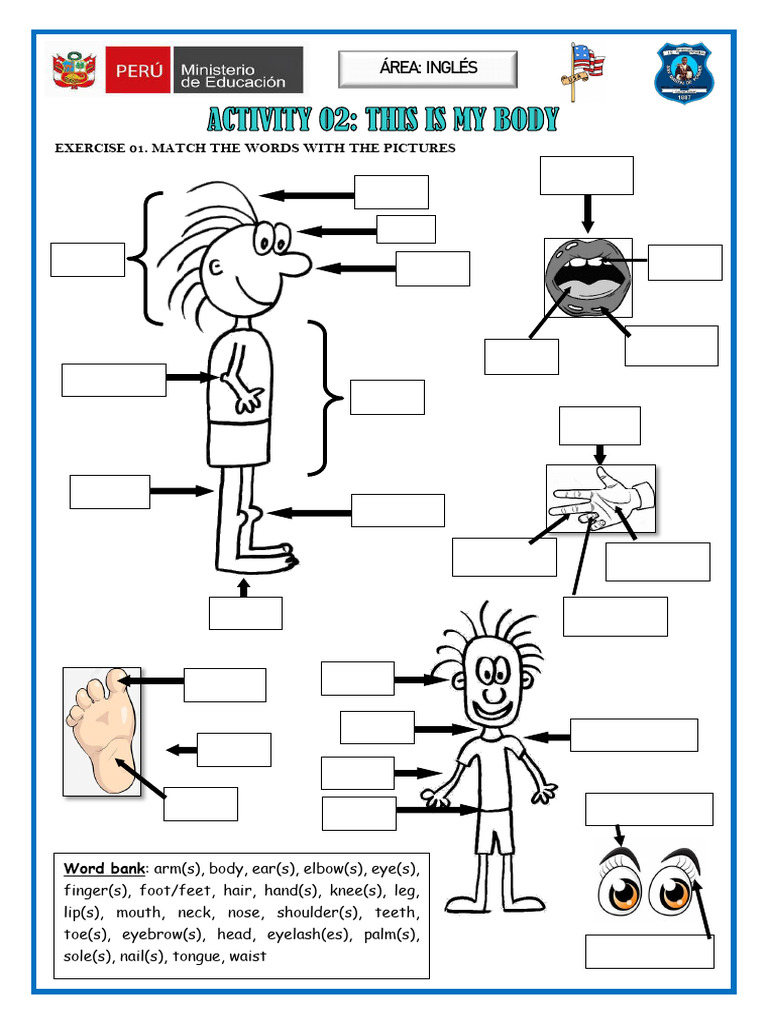 Body Parts Vocabulary Exercises | PDF | Hand | Foot