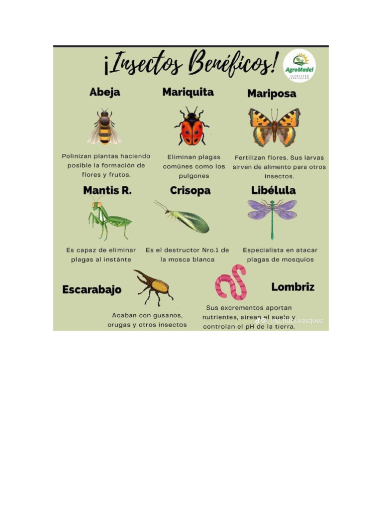 insectos benéficos | PDF