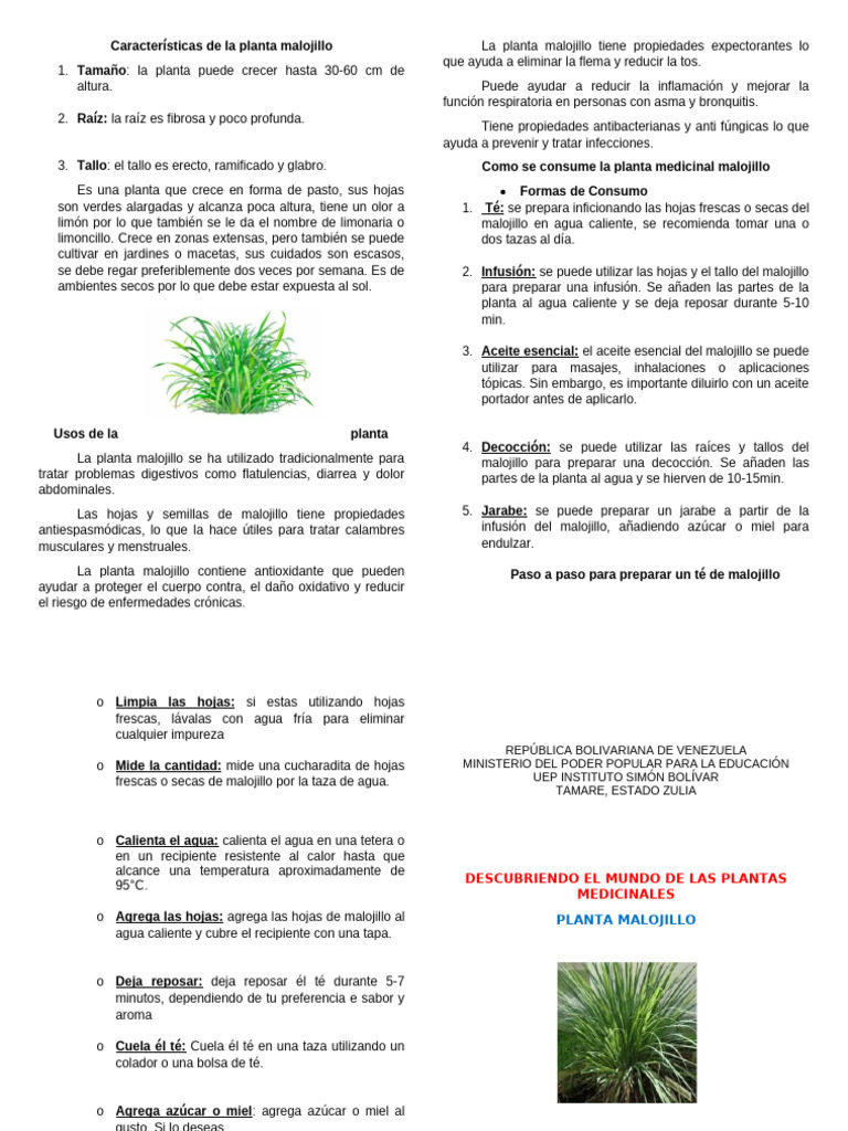 Características de La Planta Malojillo | PDF | Té