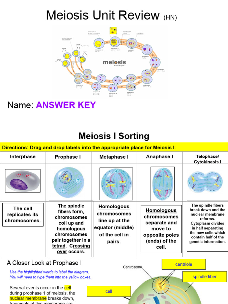 Meiosis Unit Review HN Key | PDF | Meiosis | Ploidy