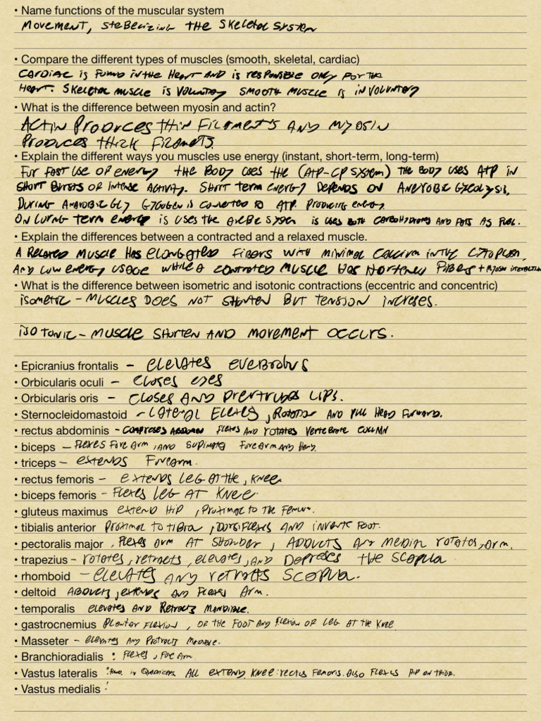 Muscular Review From Anatomy and Physiology Notes | PDF