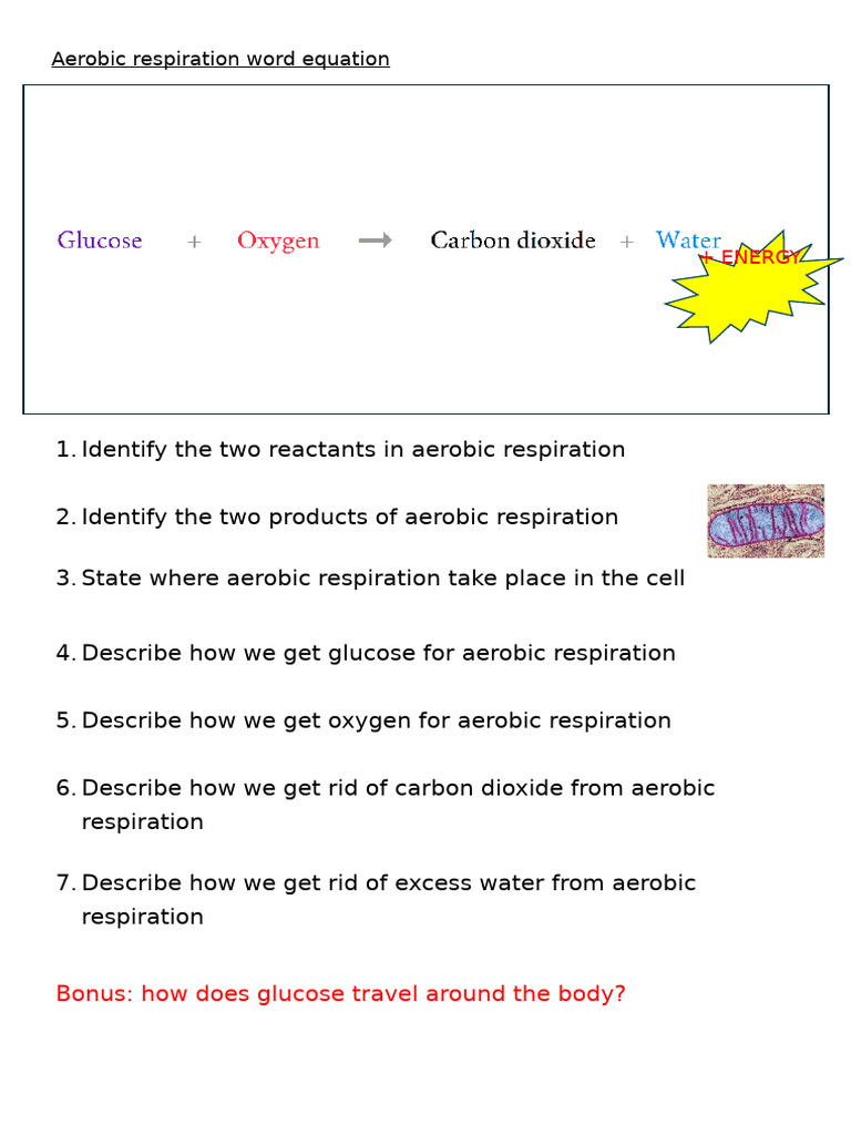 Aerobic Respiration Word Equation WS | PDF