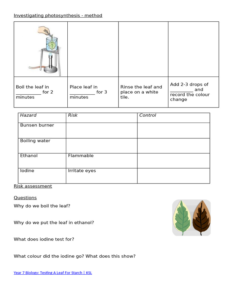Investigating Photosynthesis Worksheet | PDF