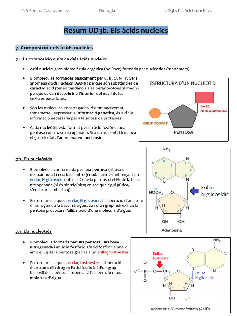 Biologia Àcids Nucleics | PDF