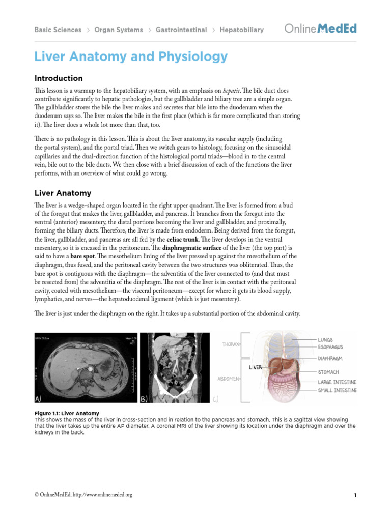 01 - Liver Anatomy and Physiology | PDF | Liver | Peritoneum