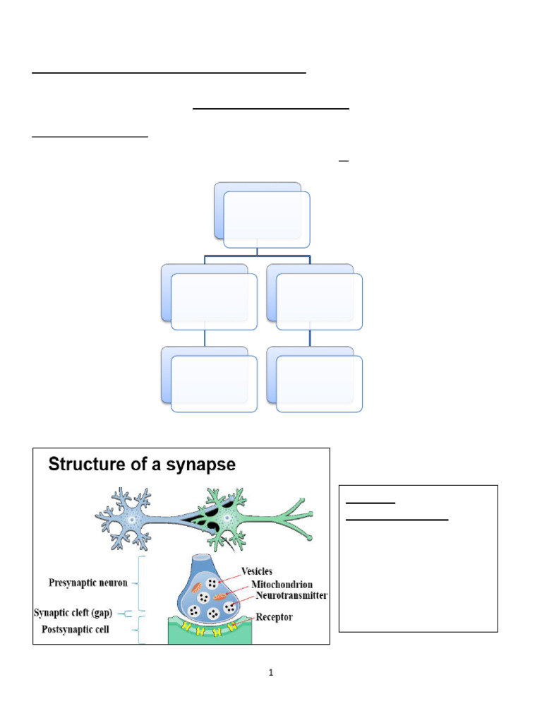 G10 en Bio CH 4 Nervous System Act.7 Summary | PDF | Chemical Synapse | Synapse