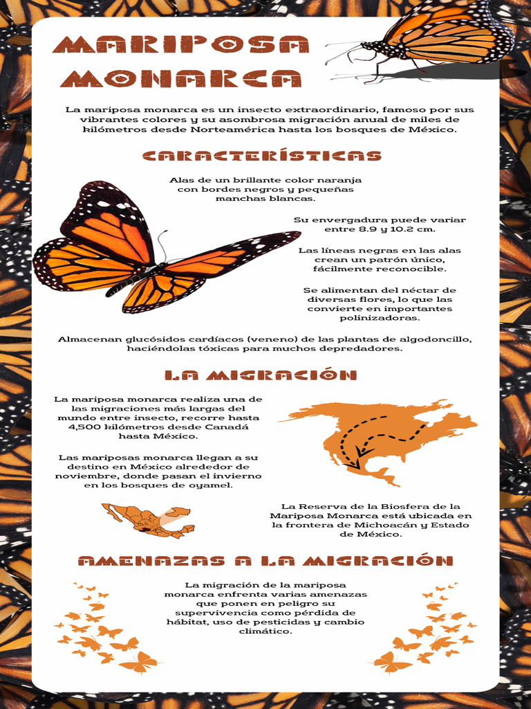 Infografía Mariposa Monarca Ilustrativo Naranja Simple | PDF