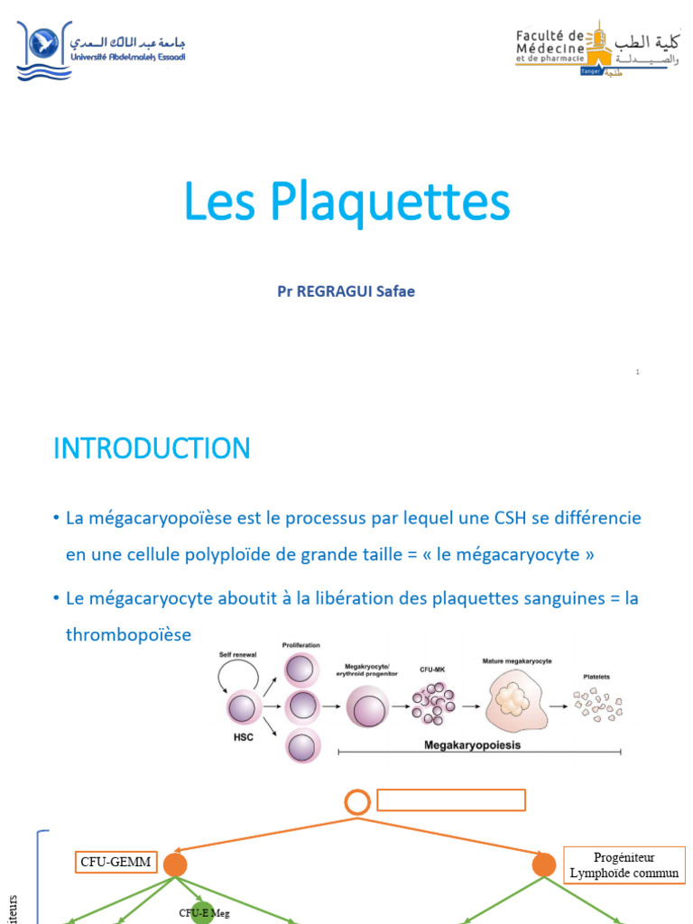 Mégacaryopoïèse et production de plaquettes | PDF | Coagulation ...