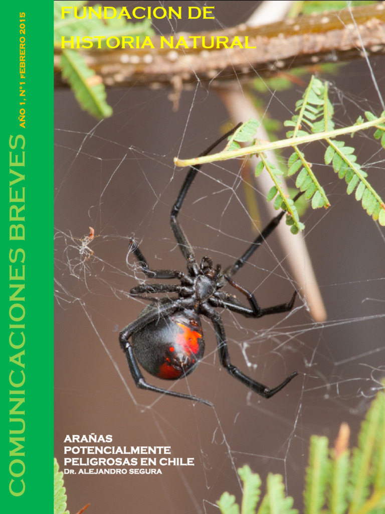 17 Aranas Potencialmente Peligrosas de Chile | PDF | Araña