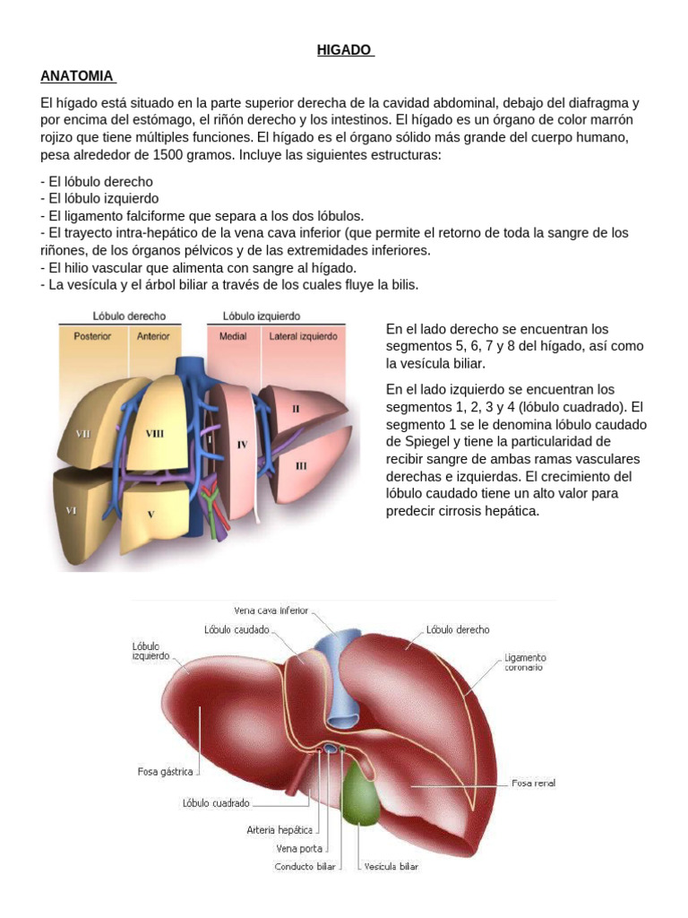 Anatomía y Funciones del Hígado | PDF | Hígado | Hepatitis