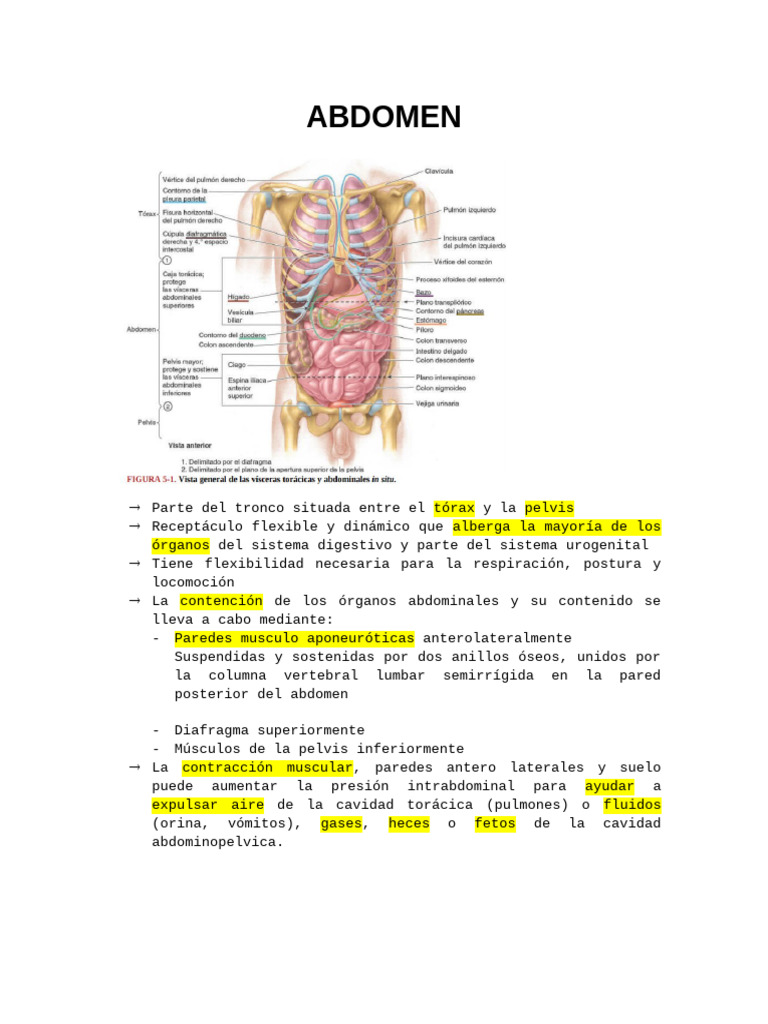 Anatomía y Regiones del Abdomen | PDF | Abdomen | Intestino grueso