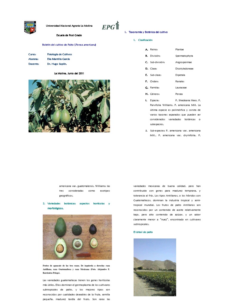 Fisiología Del Cultivo de Palto | PDF | Flores | Aguacate