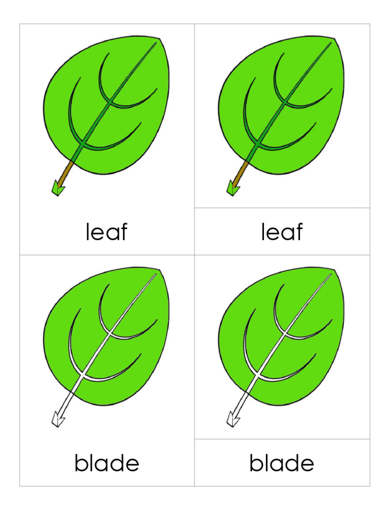 3PC Leaf Parts | PDF