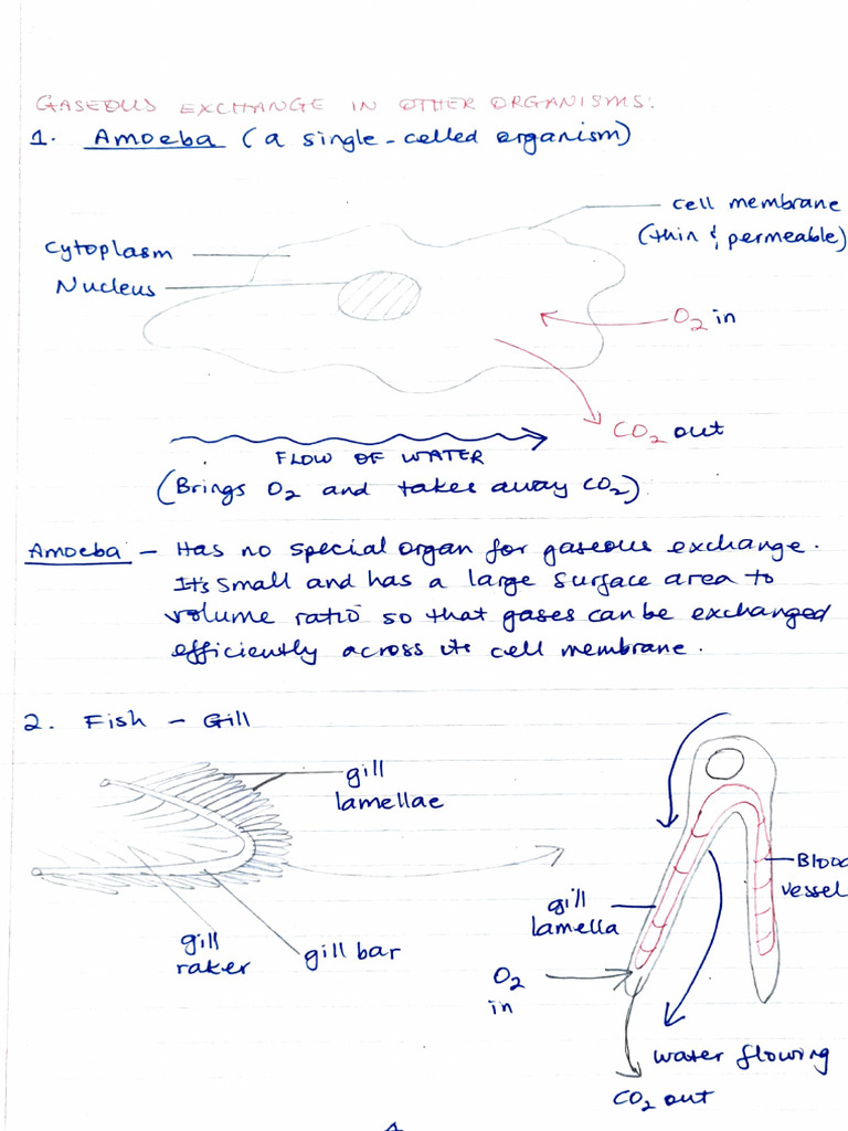 12 Amoeba | PDF