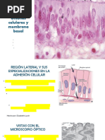 05 Tejidos Epiteliales III Especializaciones Del Dominio Basolateral ...