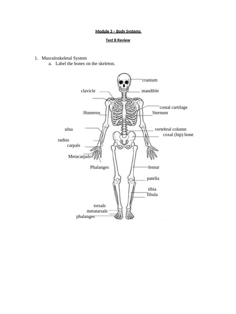 Module 3 - Body Systems B TEST REIVEW | PDF | Menstrual Cycle | Nervous ...