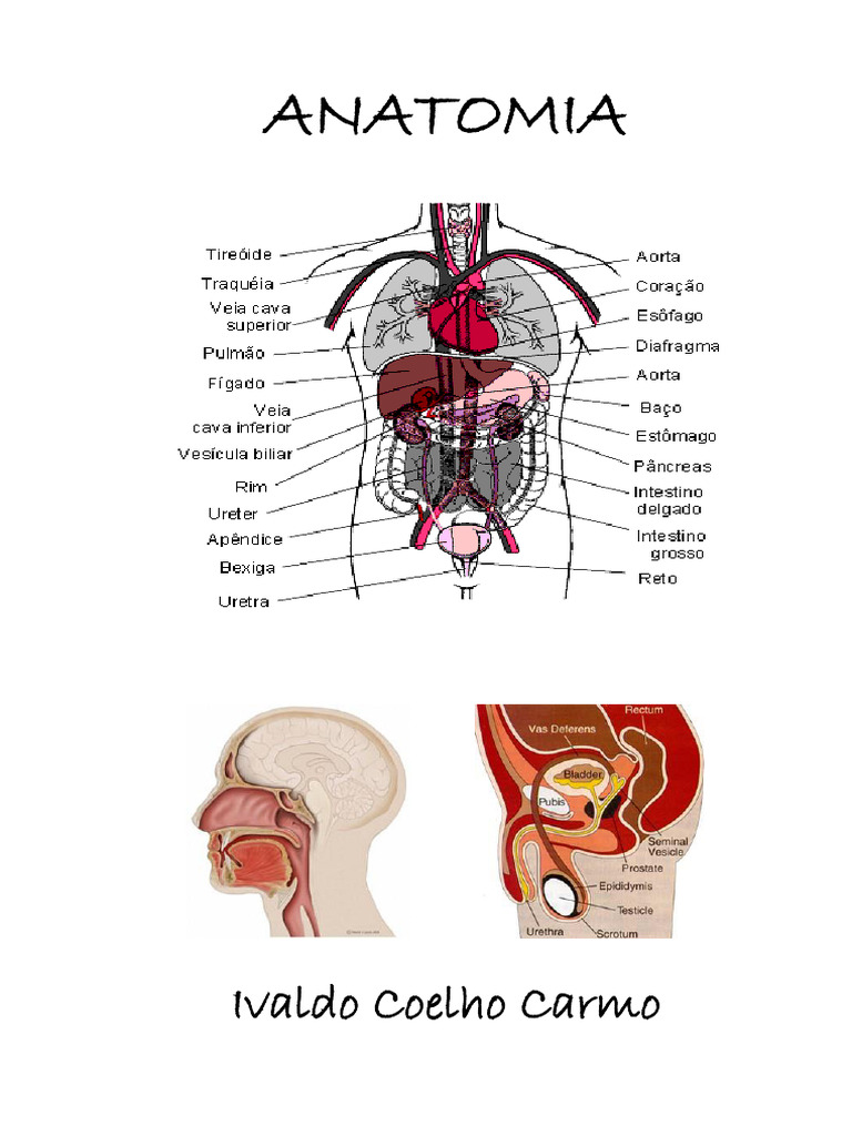 Anatomia e Função do Corpo Humano | PDF | Nervo | Neurônio