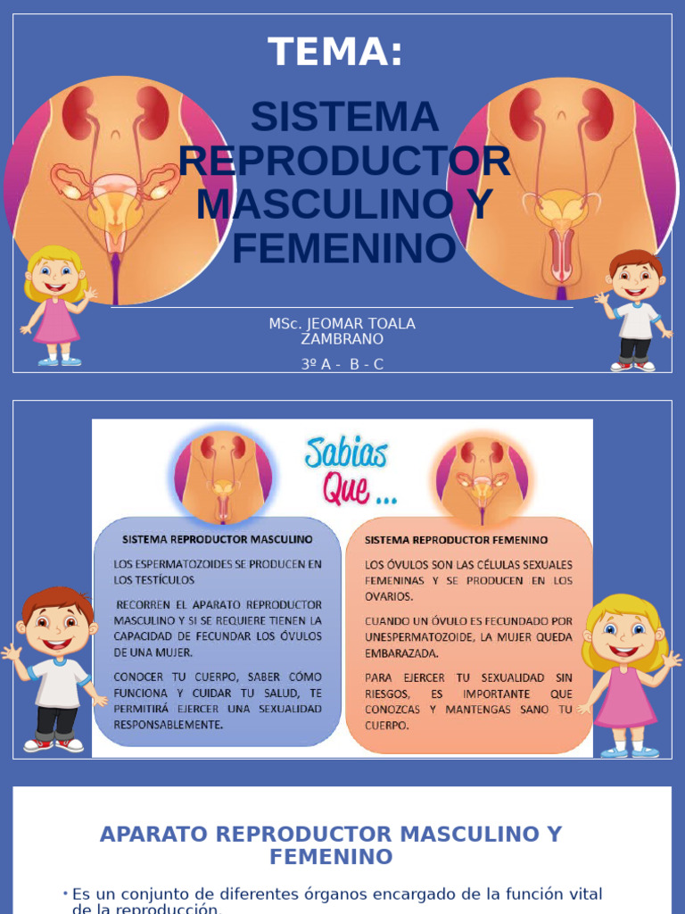 Sistema Reproductor: Masculino y Femenino | PDF | Sistema reproductivo ...