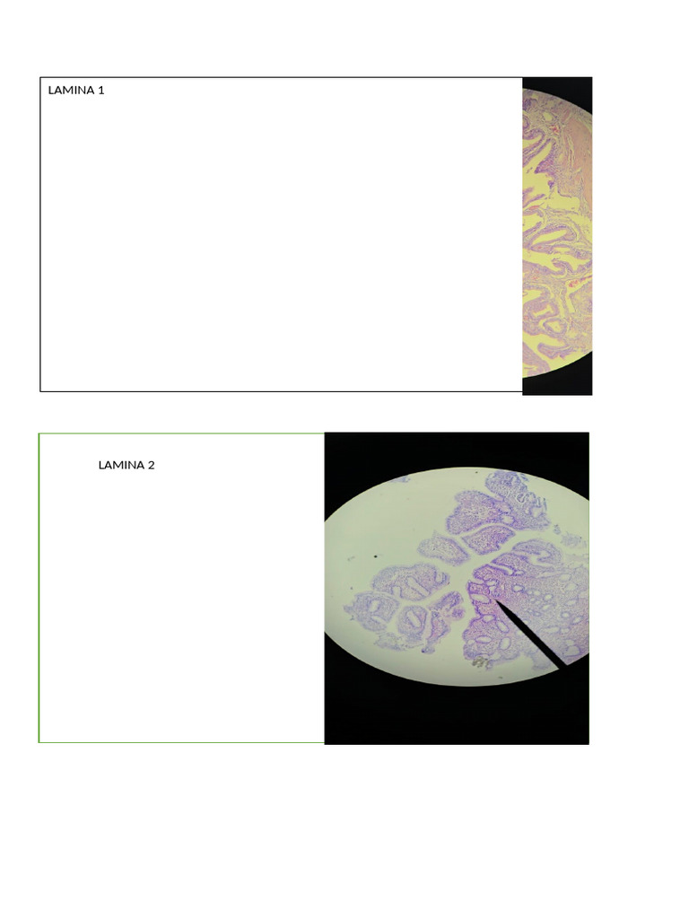 Laminas Word Pato Para Chat | PDF