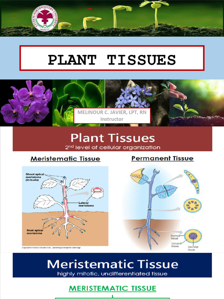 4-Plant Tissues | PDF