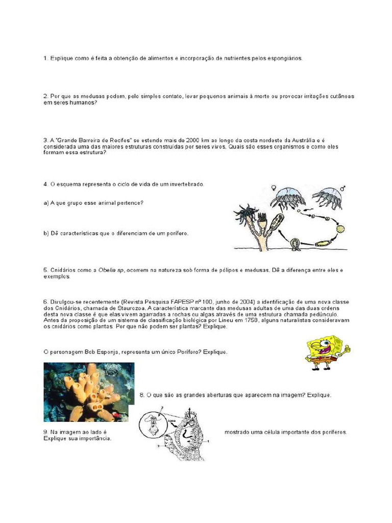 Ativ 7 Ano Cnidarios | PDF