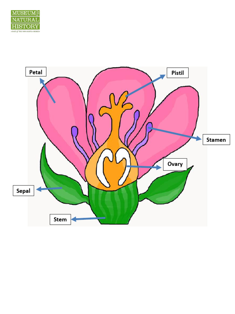Anatomy of A Flower | PDF