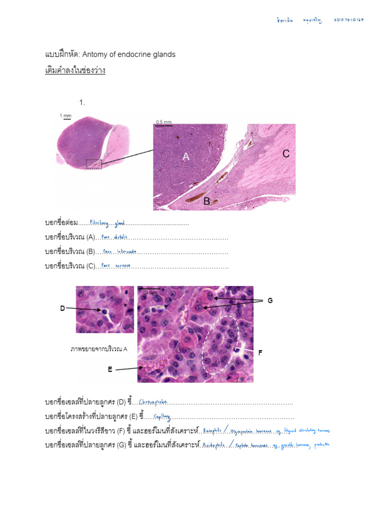 Anatomy of Endocrine Glands Overview | PDF | Adrenal Gland | Hormone