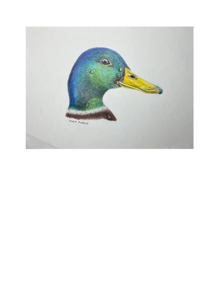DUCK | PDF