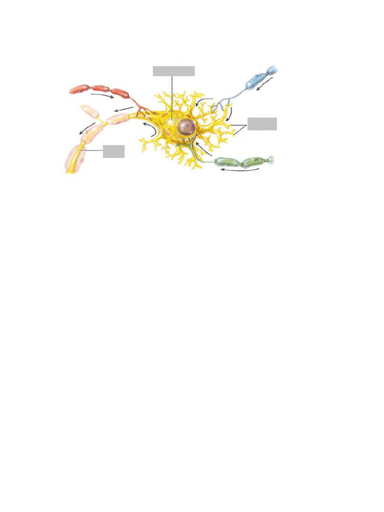 Neurona | PDF