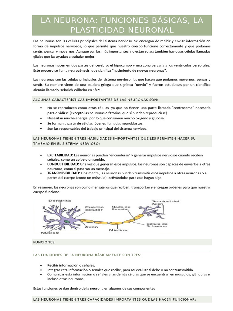 Funciones y Plasticidad Neuronal | PDF | Neurona | Sinapsis