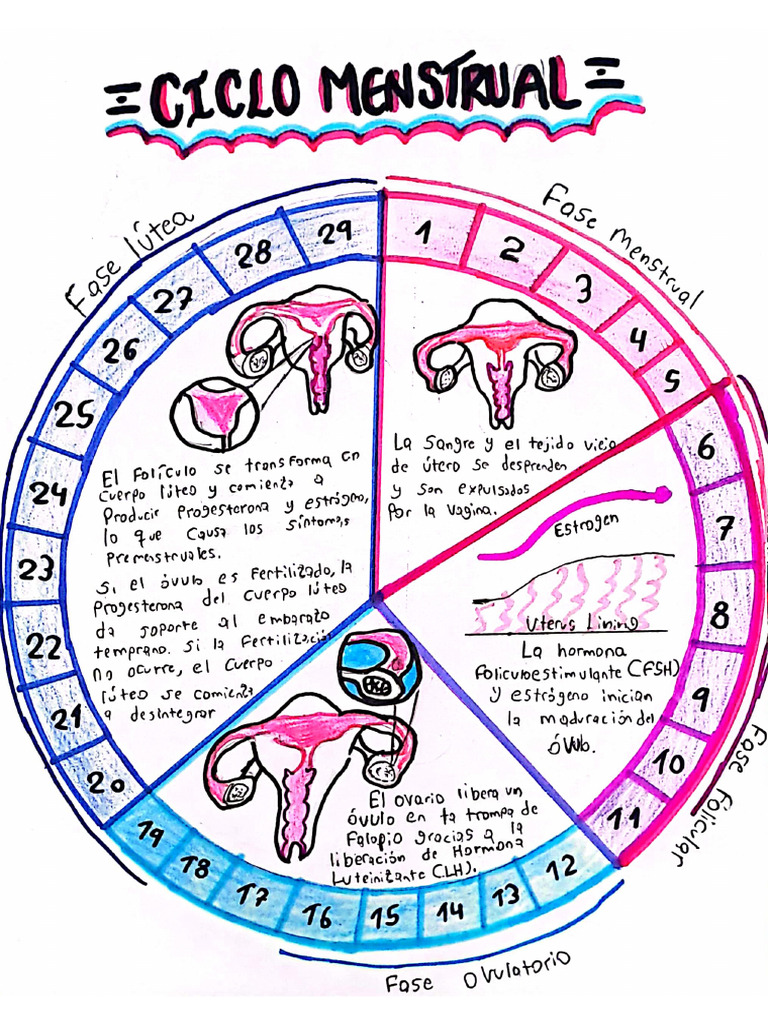 Ciclo Menstrual | PDF