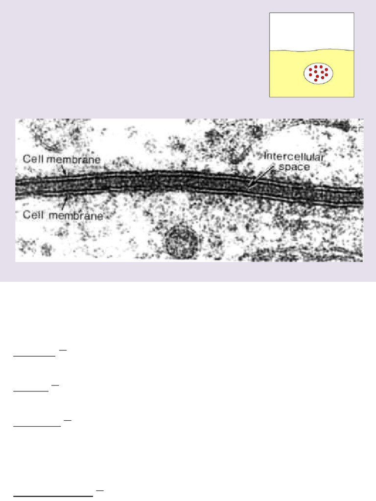 F8C309AC - Copy of Lecture 4 Cell Transport | PDF | Cell Membrane | Osmosis