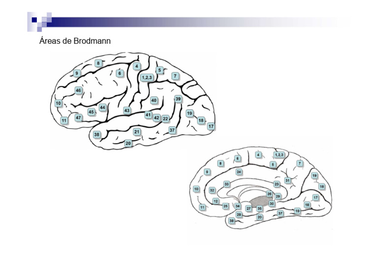Aula 2 - Área de Brodmann | PDF