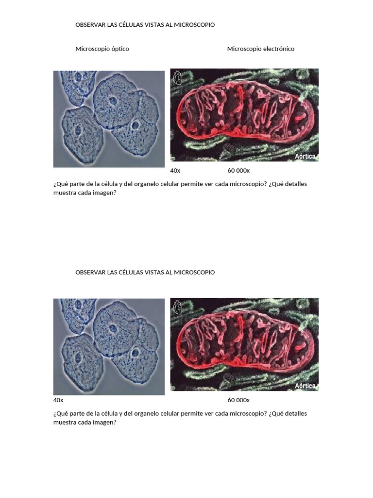 Celulas Vistas A Microscopio Optico y Electronico | PDF