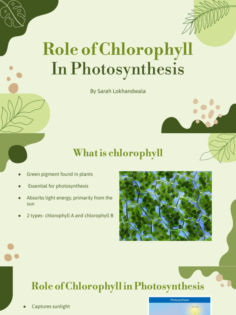 role of chlorophyll in photosynthesis | PDF