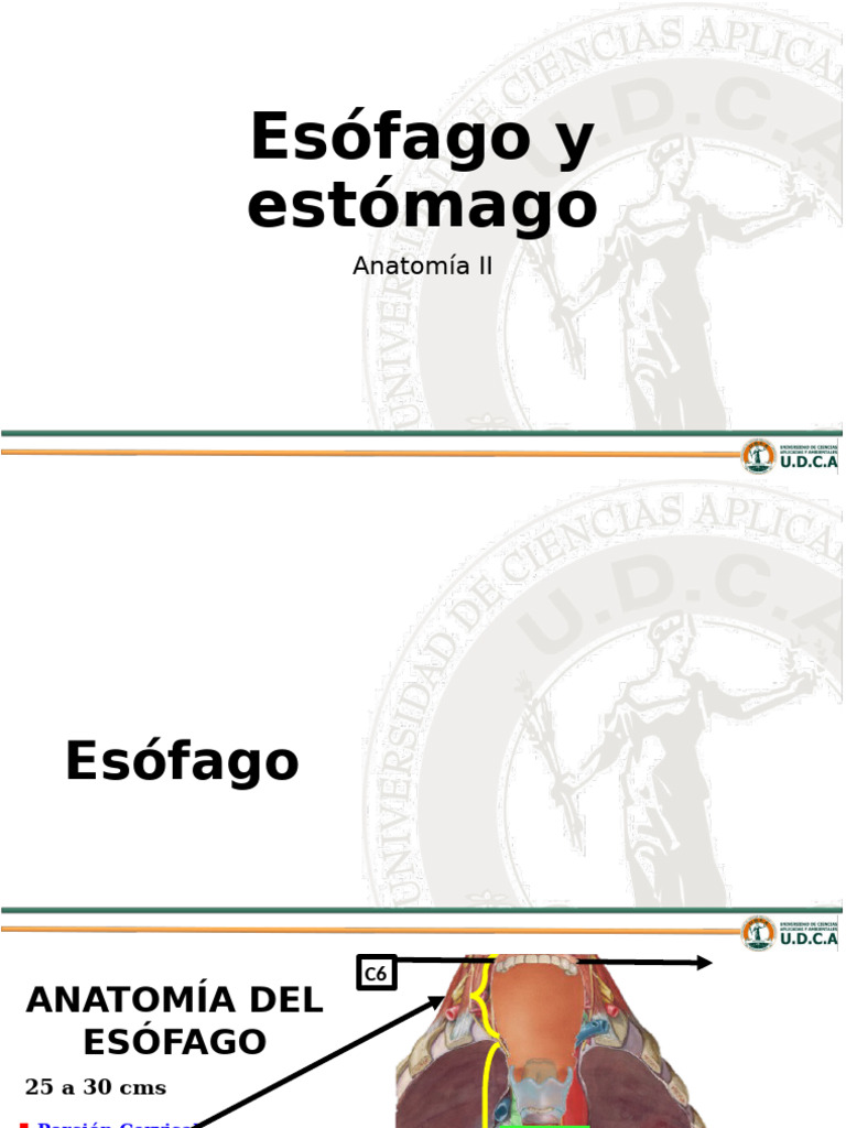 Anatomía del Esófago y Estómago | PDF